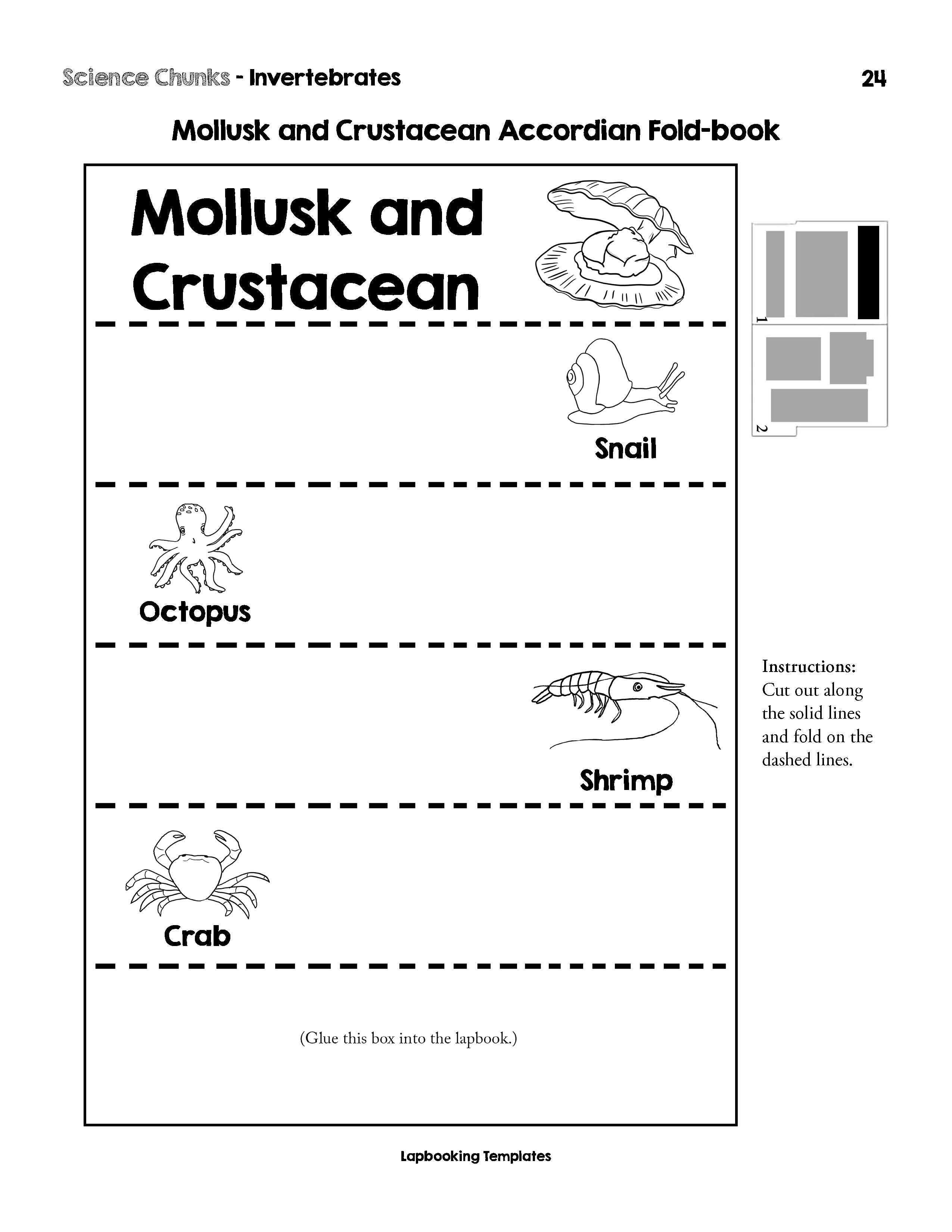 Science Chunks - Invertebrates | A Science Unit Study