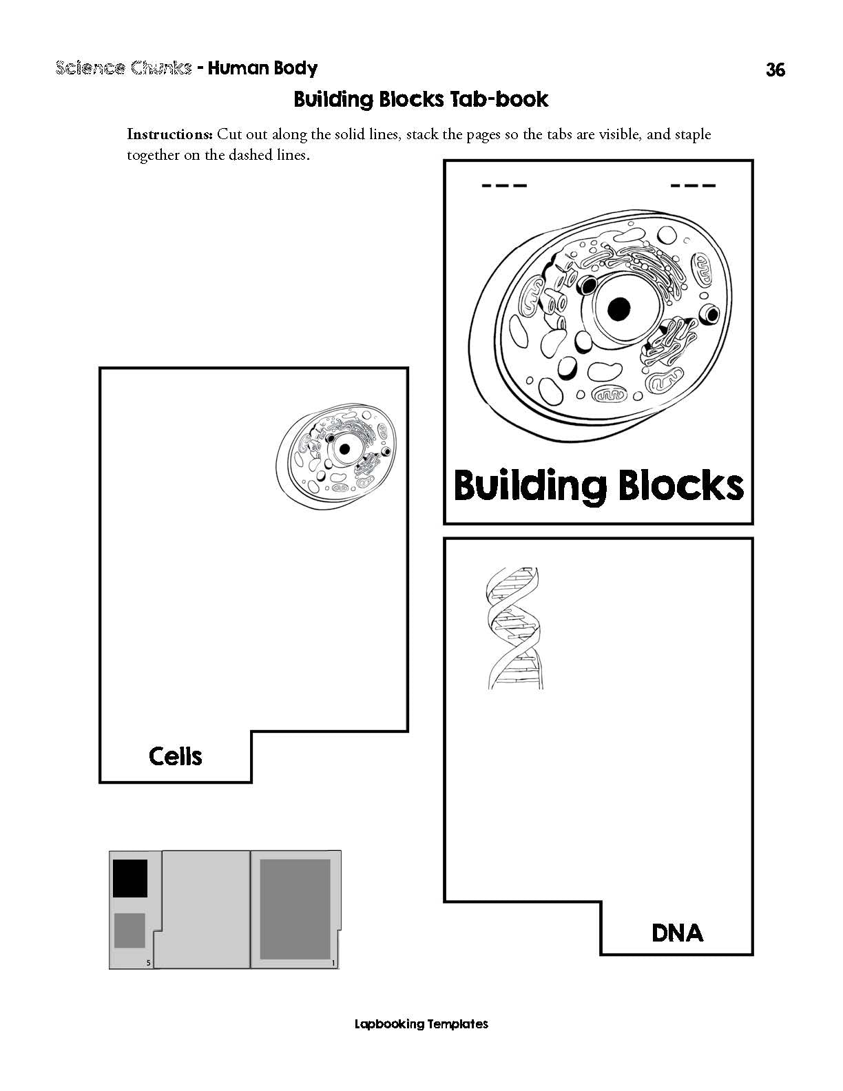 Science Chunks Human Body Unit | Elemental Science