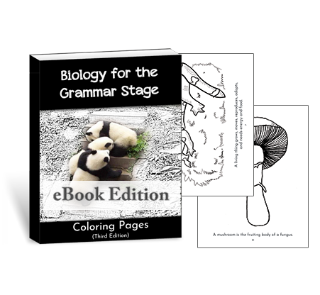 grammar coloring book